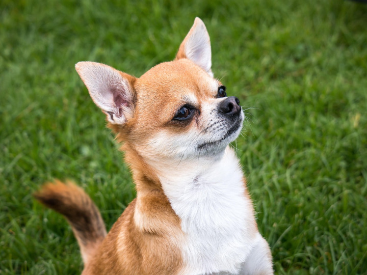 Small Dogs